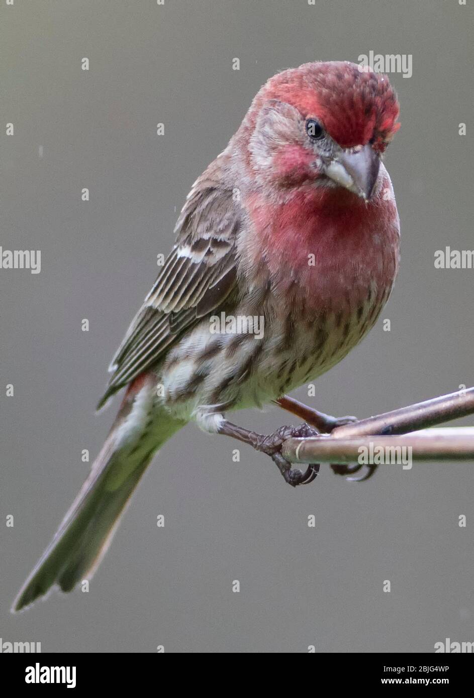 Red finch hi-res stock photography and images - Alamy