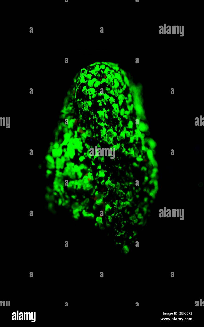 Specimen collector hi-res stock photography and images - Alamy