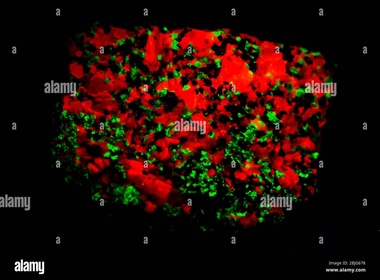 Decorative specimen hi-res stock photography and images - Alamy