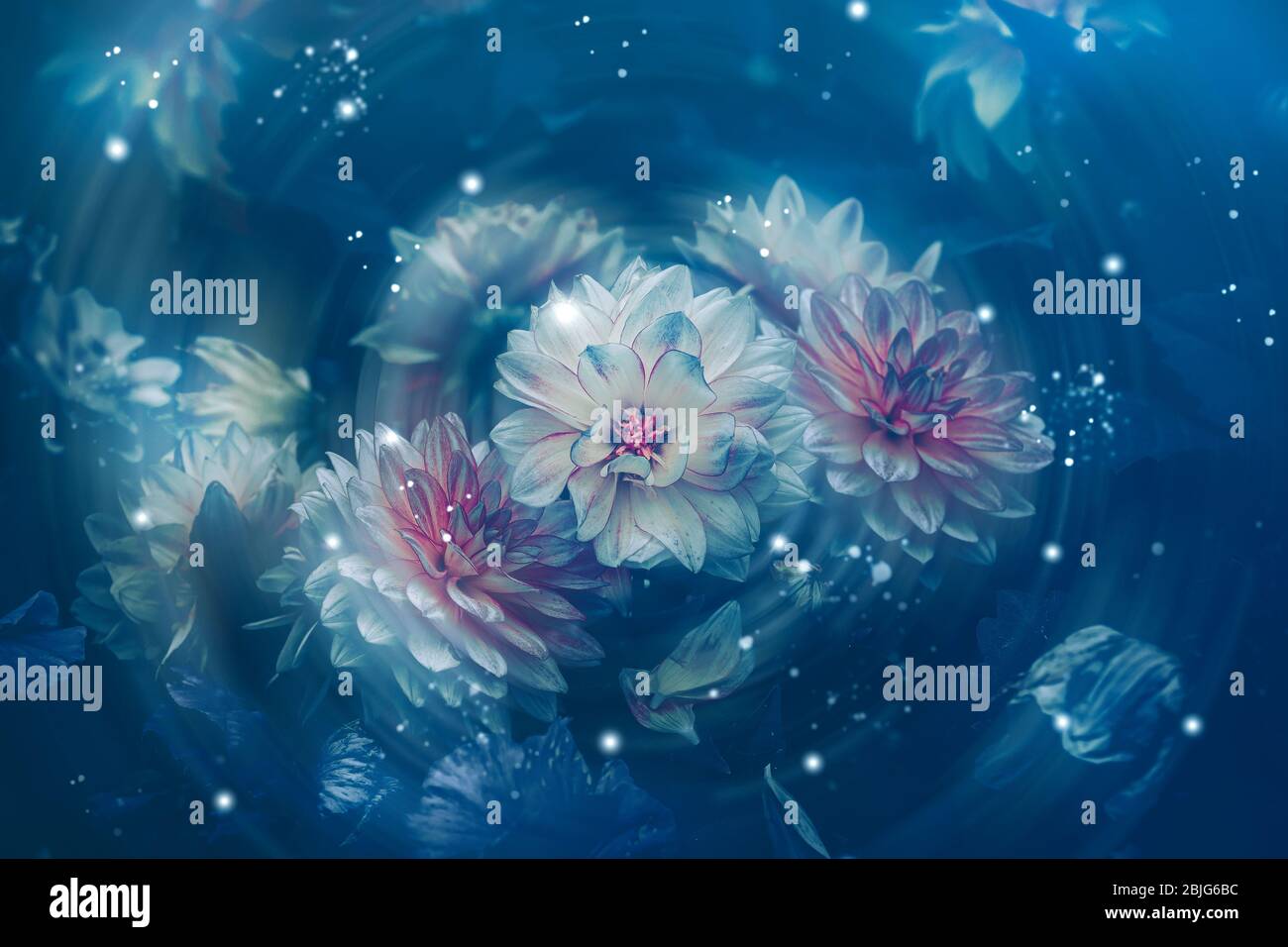 Dramatic flower background; Nature Background Stock Photo - Alamy