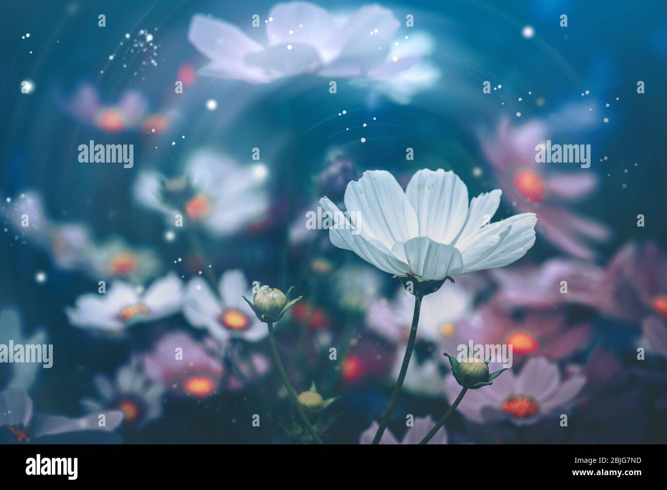 Dramatic flower background; Nature Background Stock Photo - Alamy