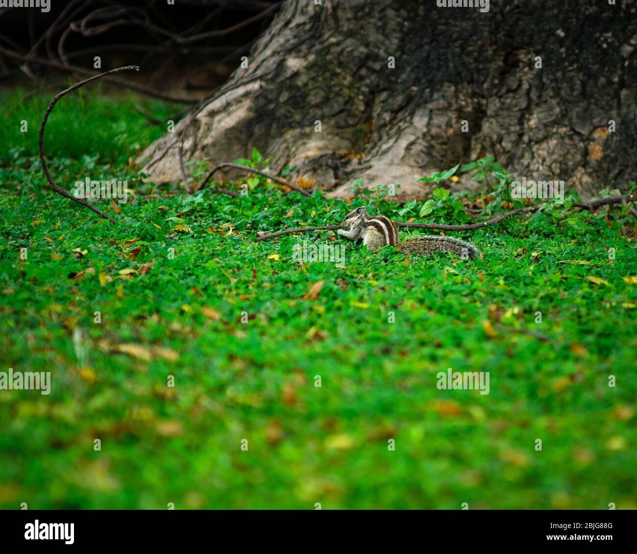 Northern palm squirrel (Funambulus pennantii) also called the five ...