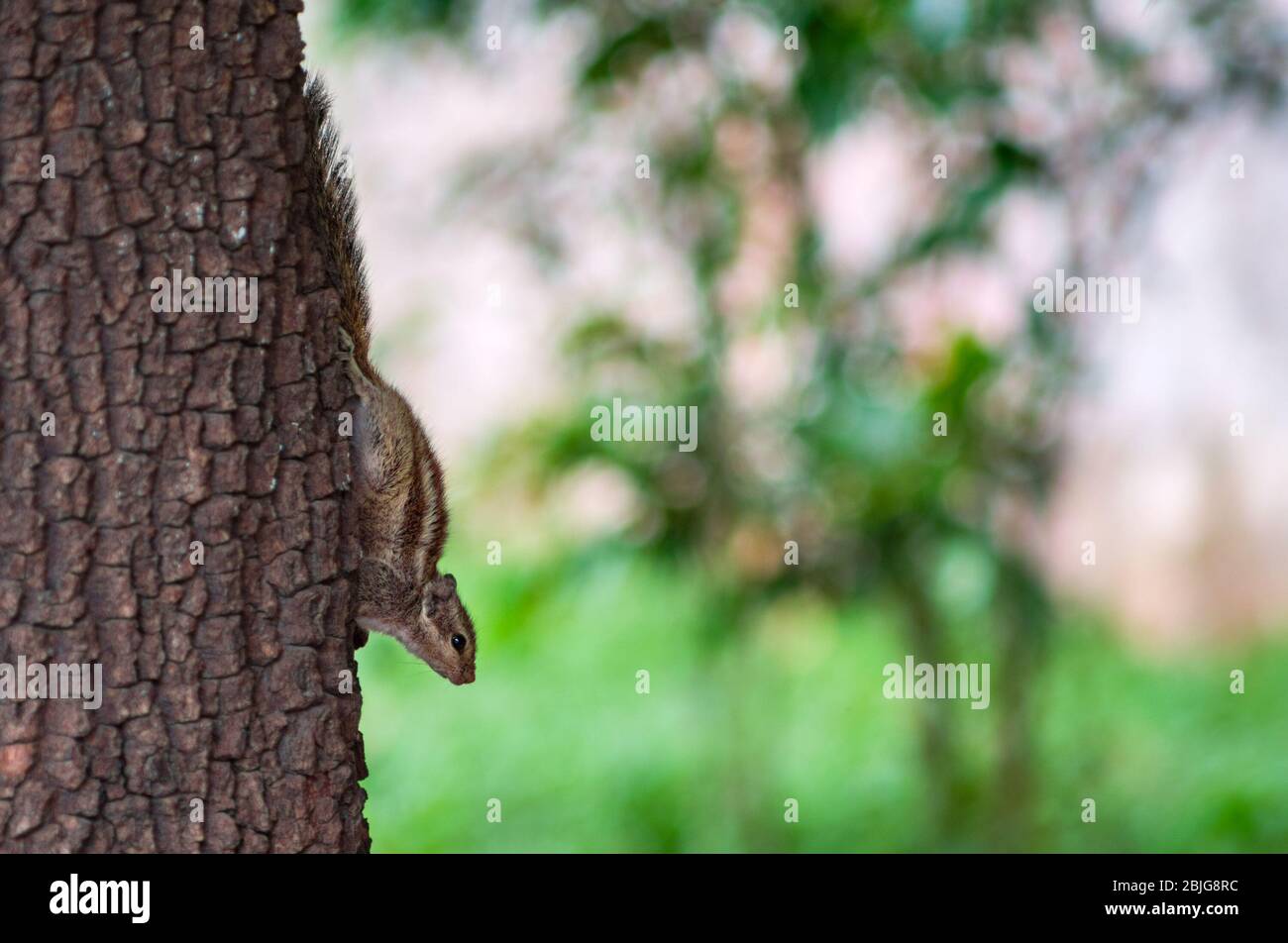 Northern palm squirrel (Funambulus pennantii) also called the five ...