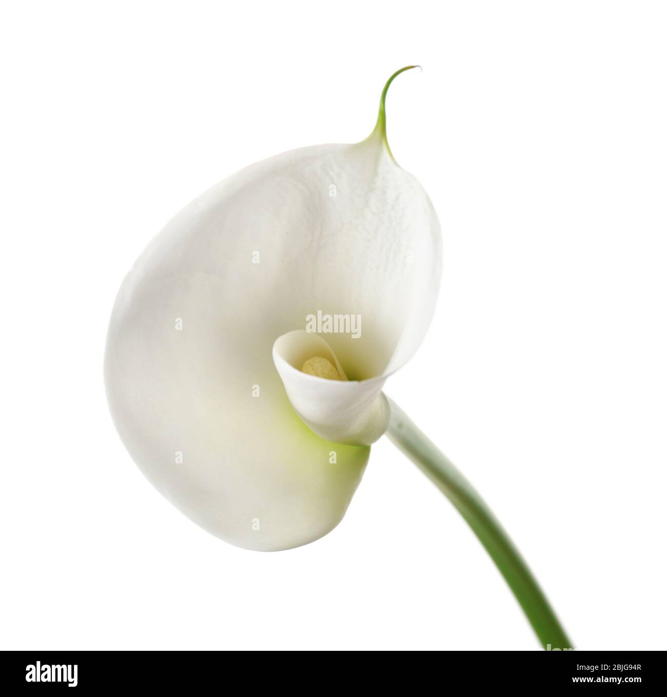 Beautiful calla lily on white background Stock Photo - Alamy