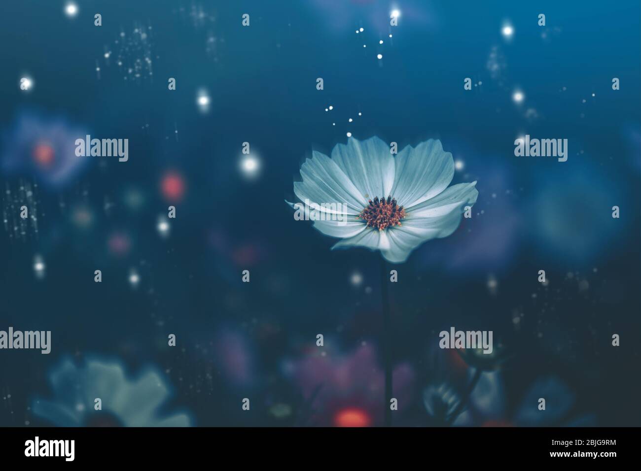 Dramatic flower background; Nature Background Stock Photo - Alamy