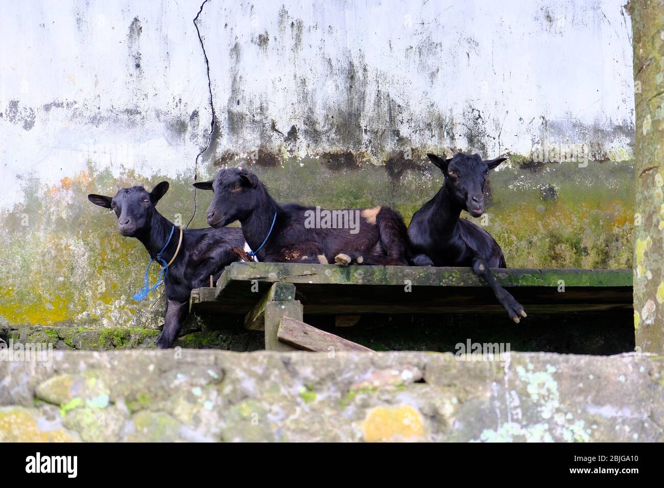 Ternate Indonesia - group of local goats Stock Photo - Alamy