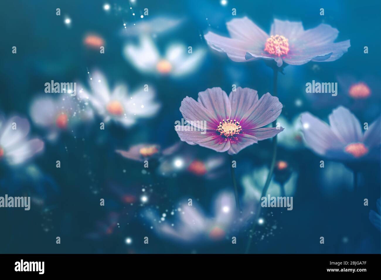 Dramatic flower background; Nature Background Stock Photo - Alamy