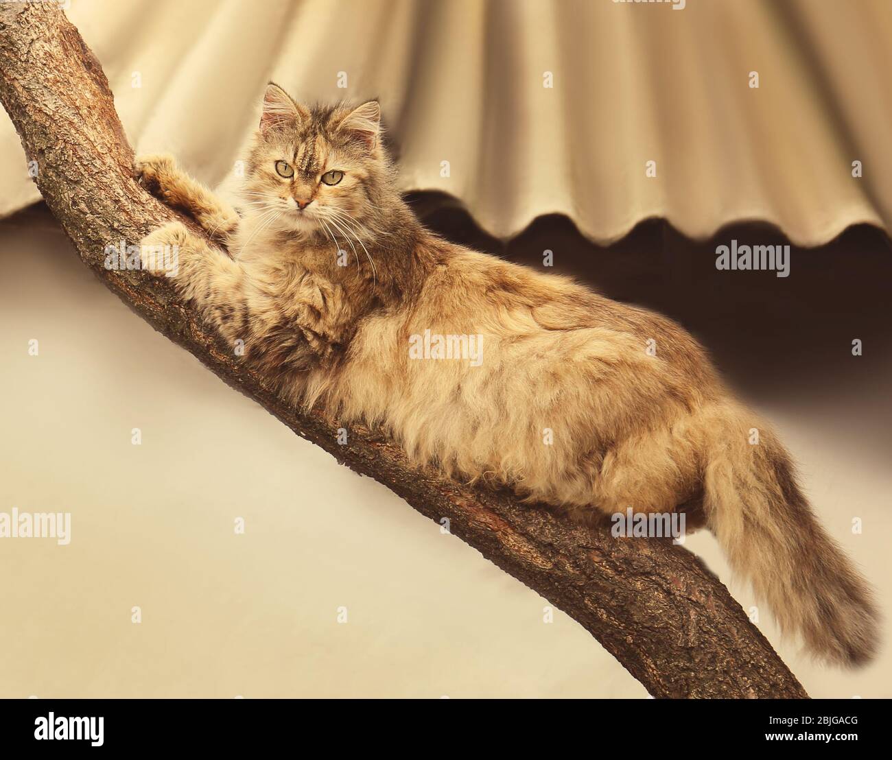 Cat lying on tree branch outdoor Stock Photo - Alamy