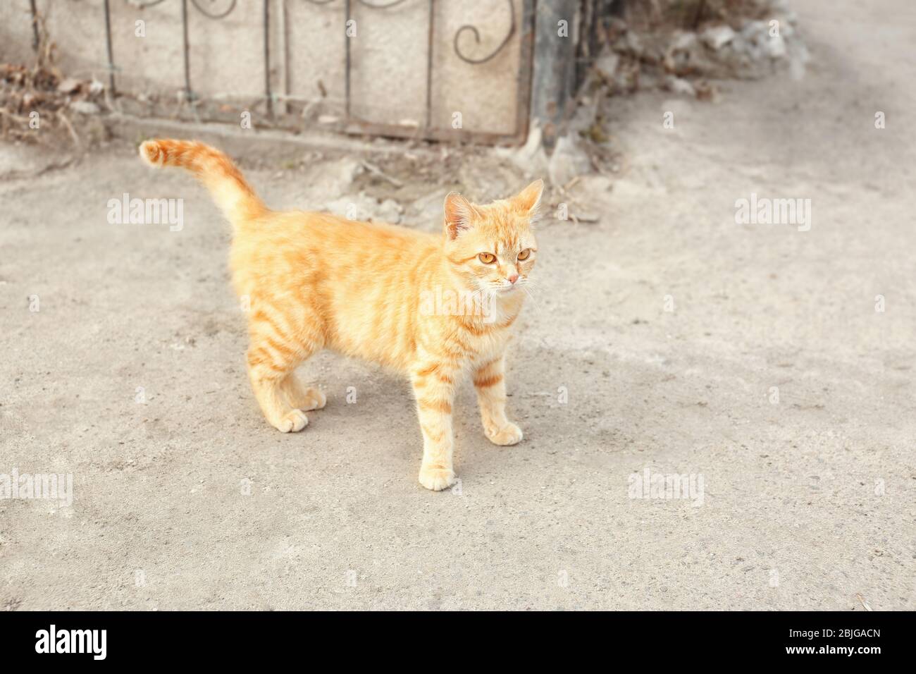 Cat walking on street Stock Photo - Alamy