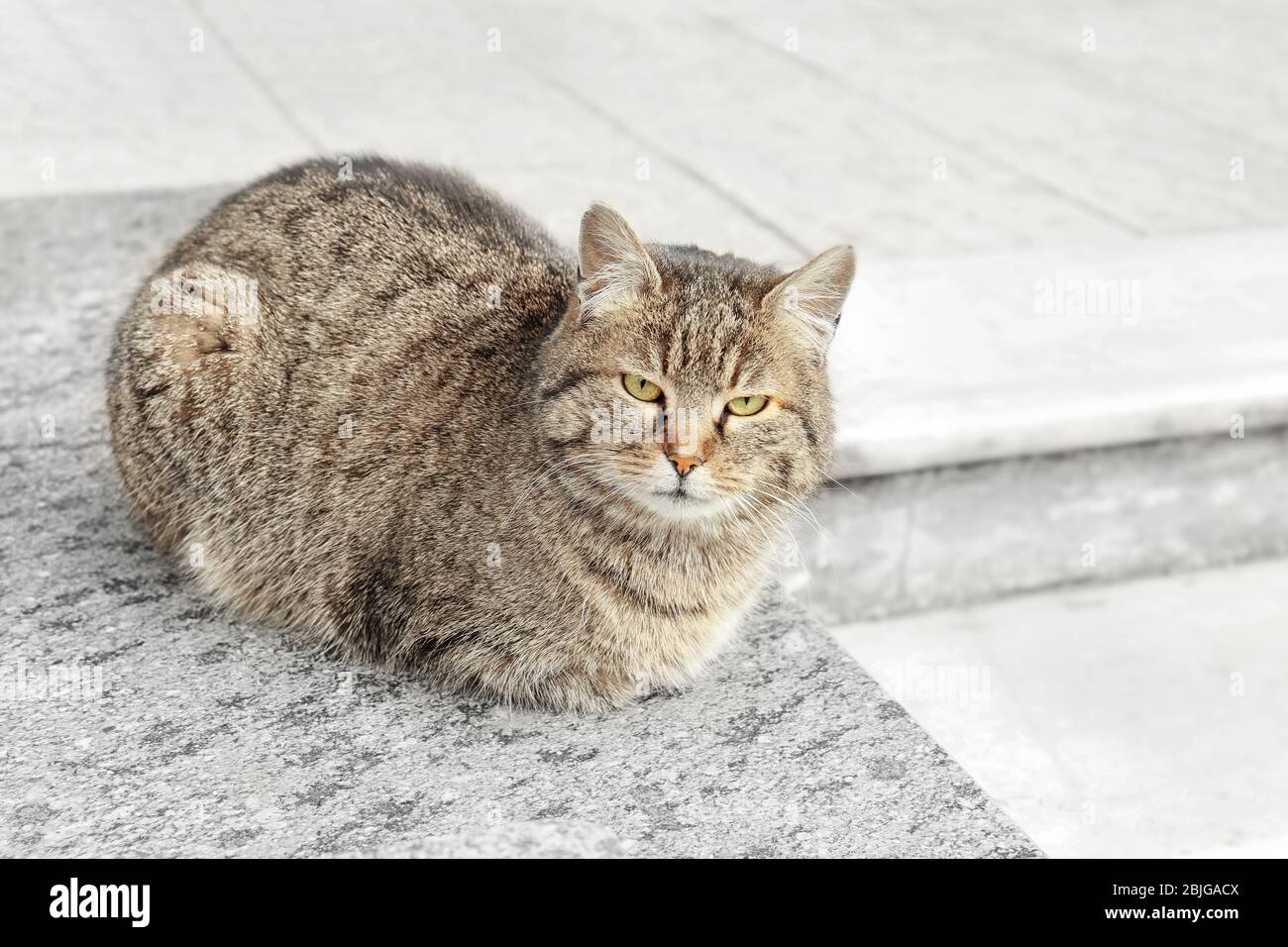 Cute cat sitting outside Stock Photo - Alamy