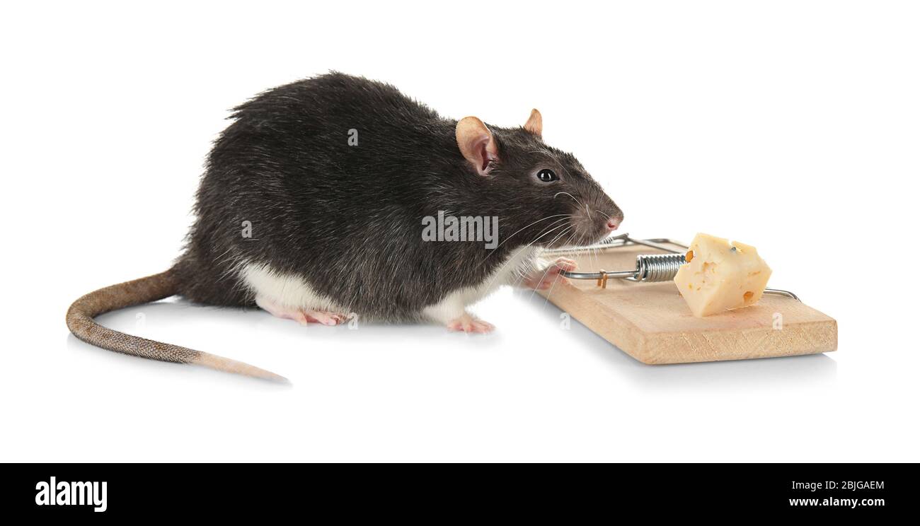 Cute rat and mousetrap with cheese on white background Stock Photo - Alamy