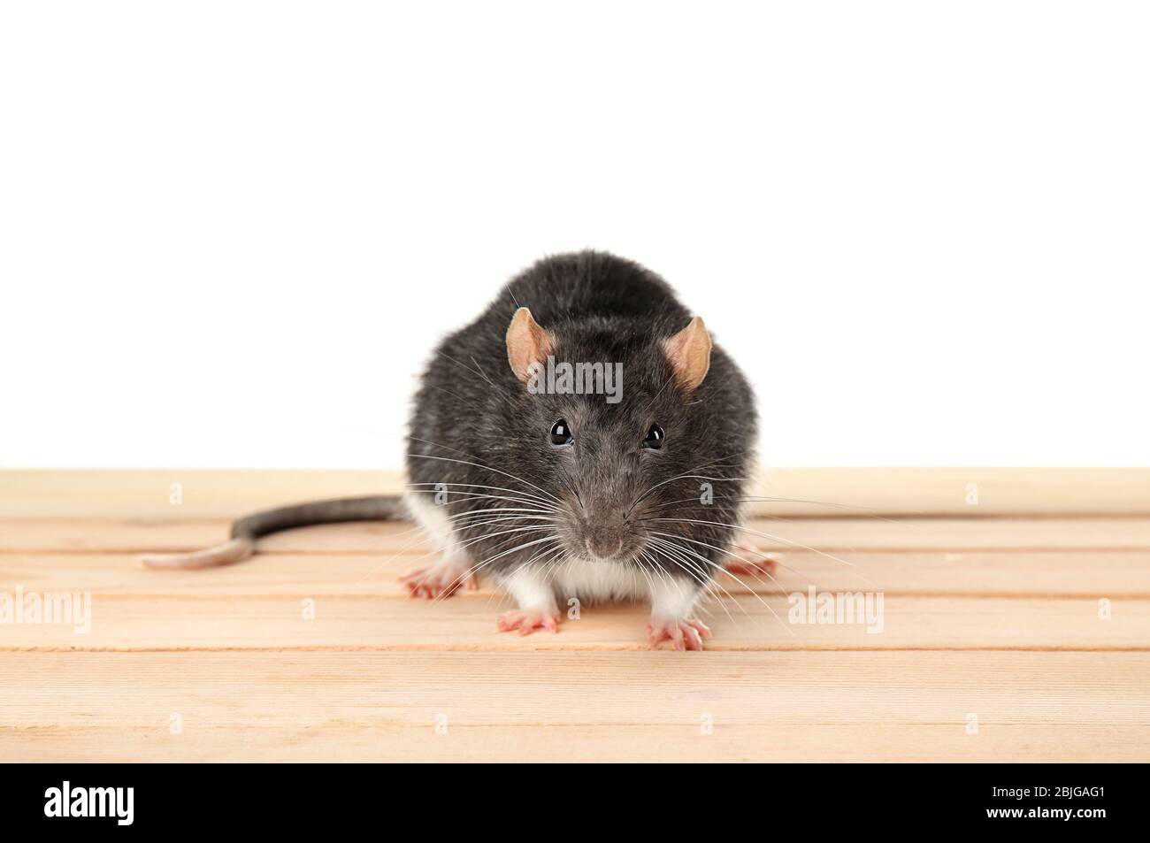 Cute rat on white background Stock Photo - Alamy
