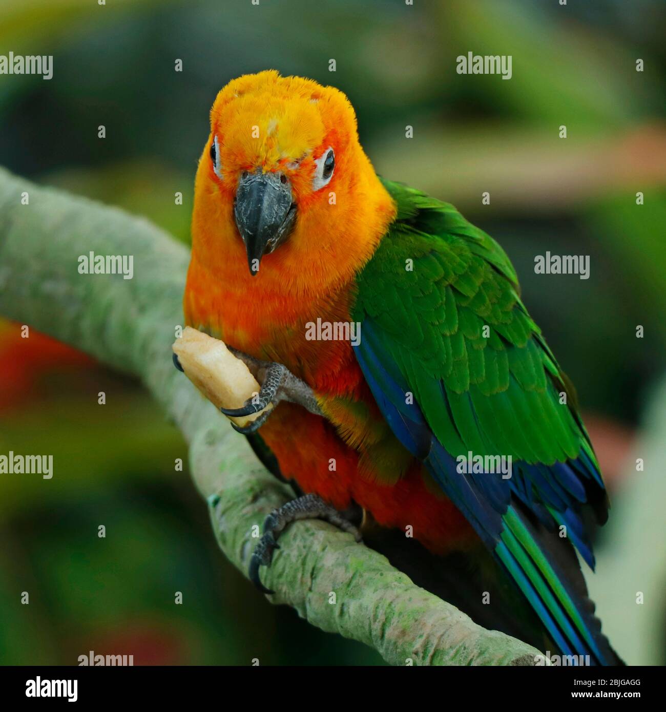 Parrot feet macaw hi-res stock photography and images - Alamy