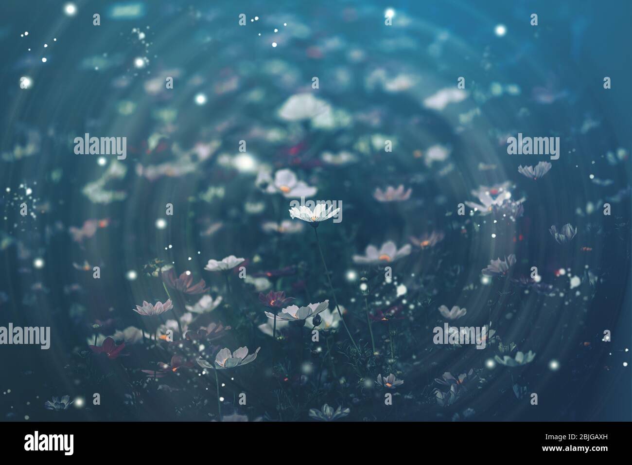 Dramatic flower background; Nature Background Stock Photo - Alamy