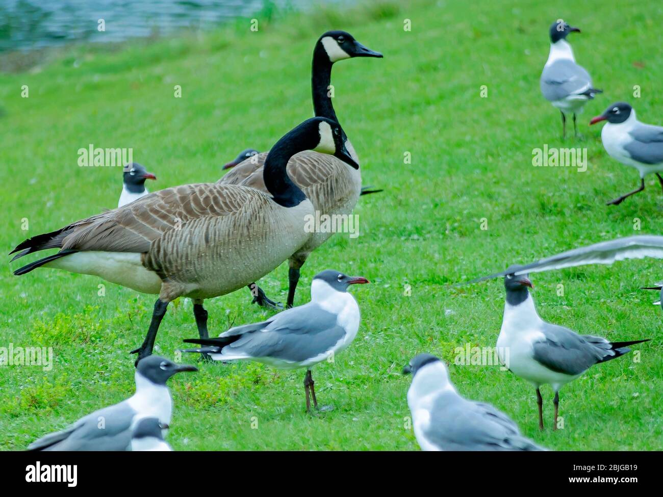 Langan park hi-res stock photography and images - Alamy