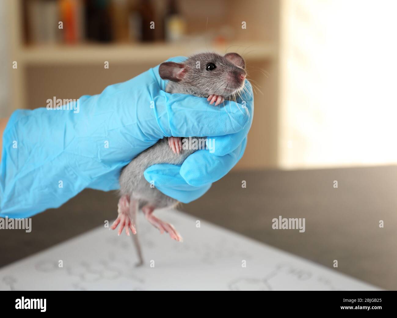 Hand of scientist with cute rat in laboratory Stock Photo - Alamy