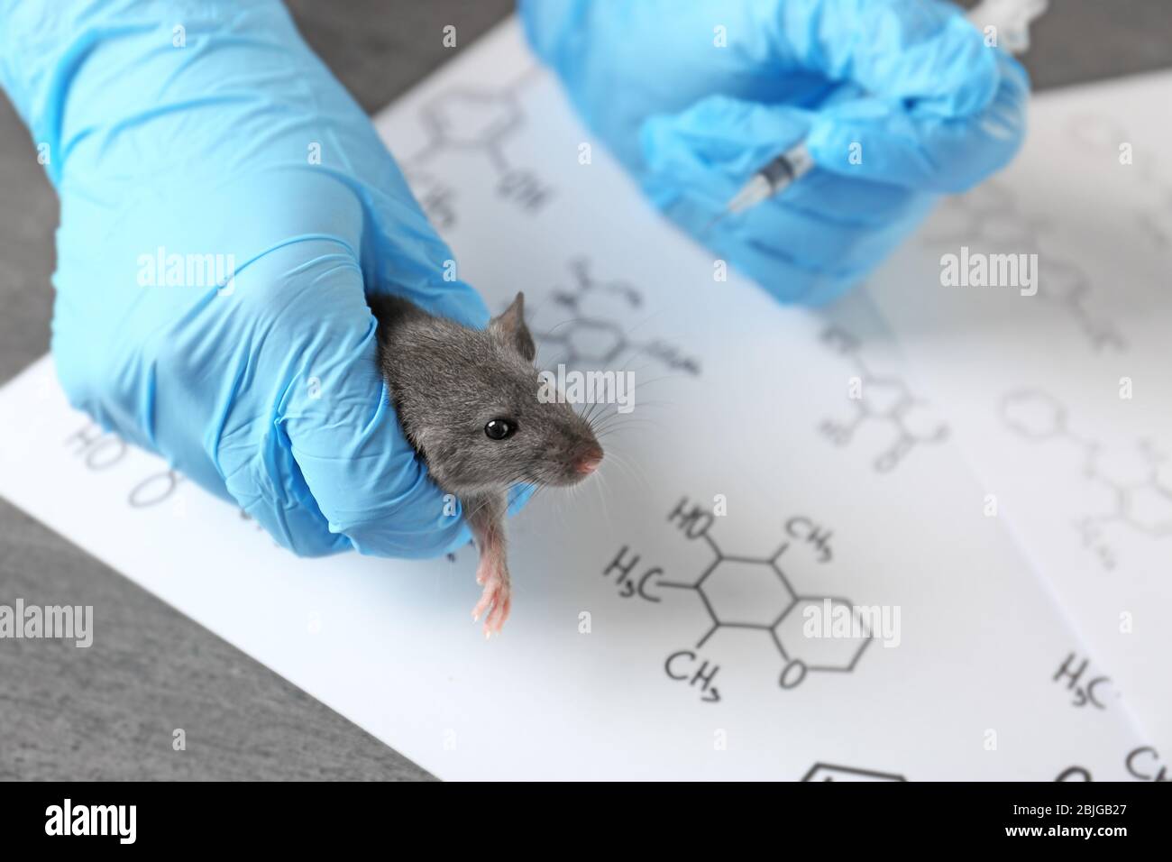 Hands of scientist giving injection to rat in laboratory Stock Photo ...