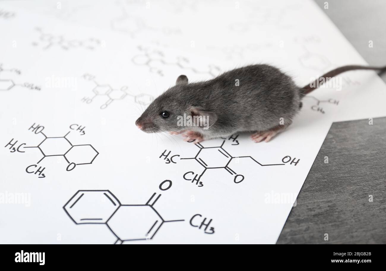 Experiment on rats hi-res stock photography and images - Alamy