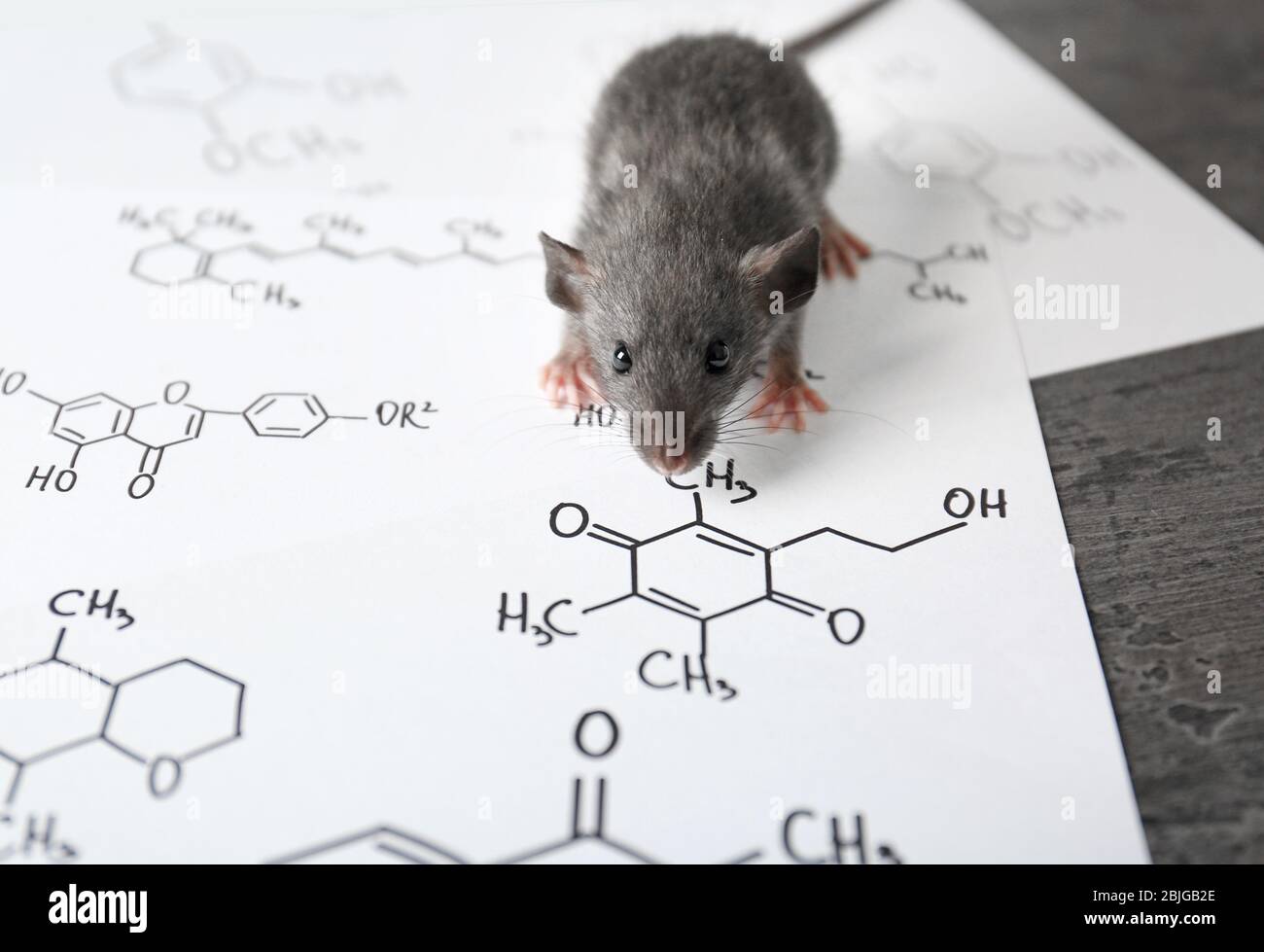 Rat studies hi-res stock photography and images - Alamy
