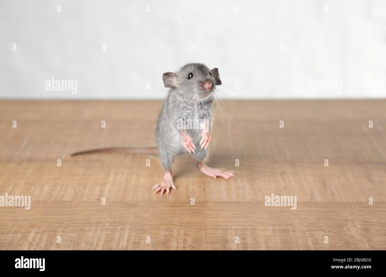 Cute funny rat on floor at home Stock Photo - Alamy