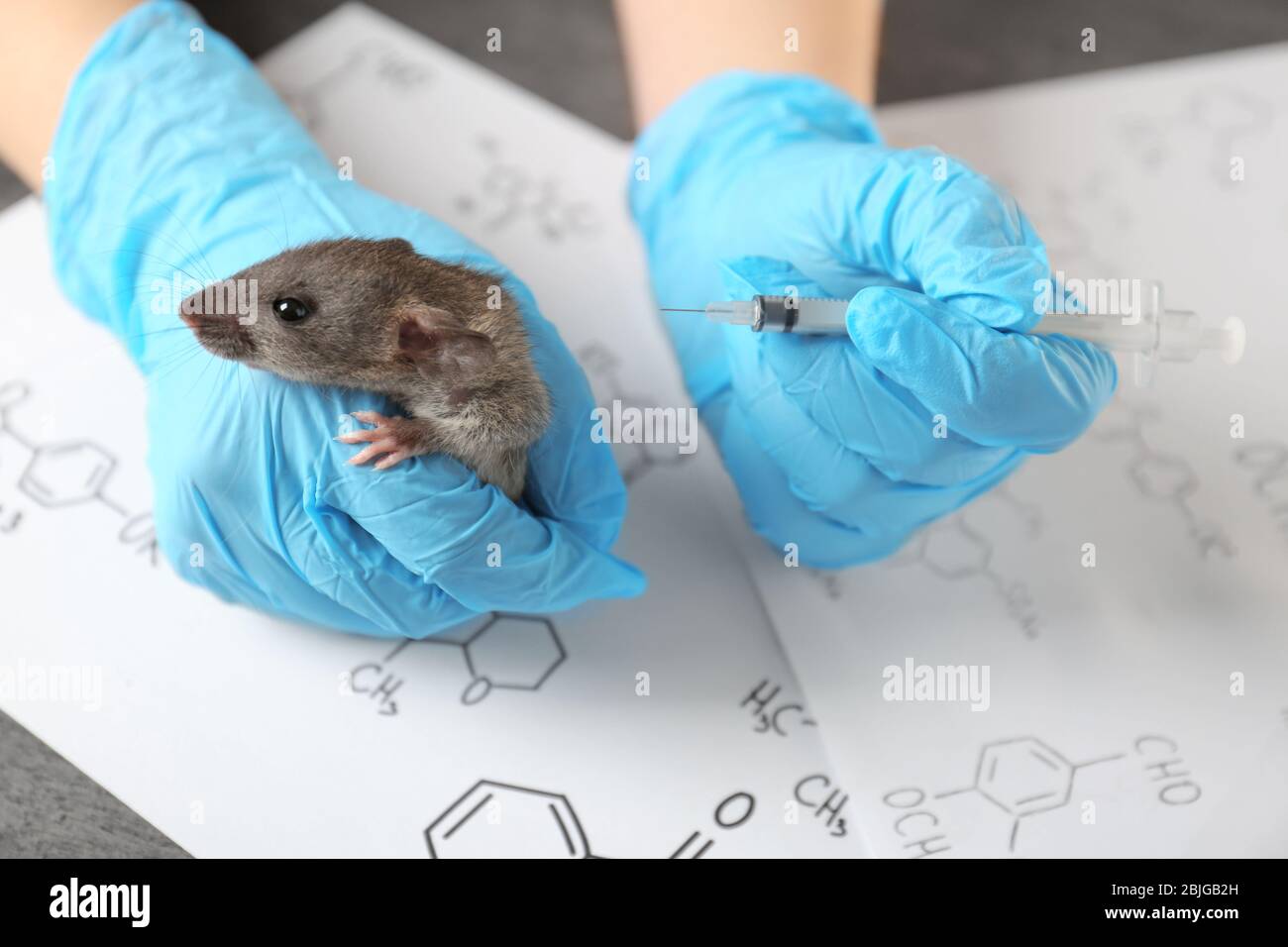 Hands of scientist giving injection to rat in laboratory Stock Photo ...