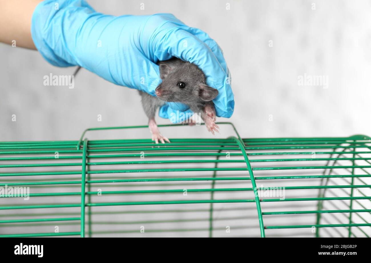 Hand of scientist with cute rat in laboratory Stock Photo - Alamy
