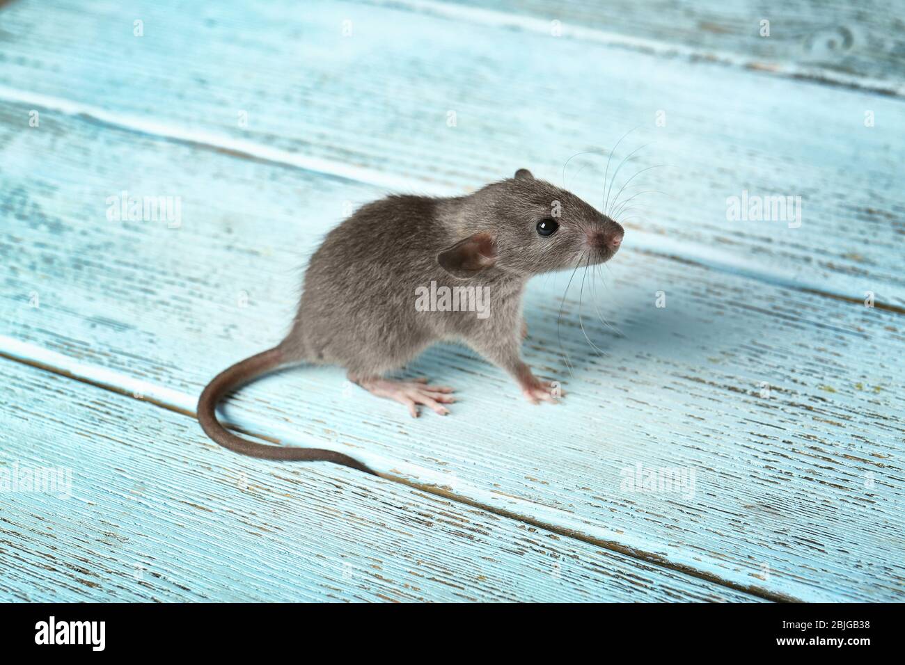 Cute funny rat on wooden table Stock Photo - Alamy