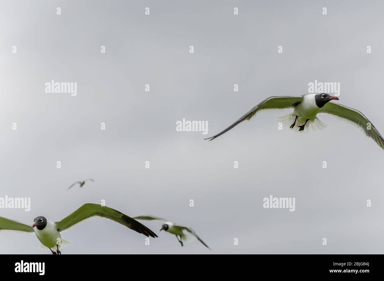 Laughing gulls in breeding plumage fly at Langan Park in Mobile ...
