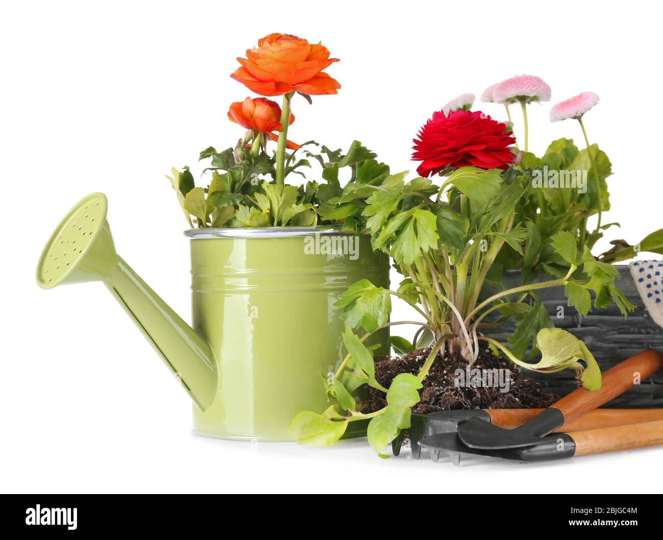 Composition with beautiful plants and gardening tools on white ...