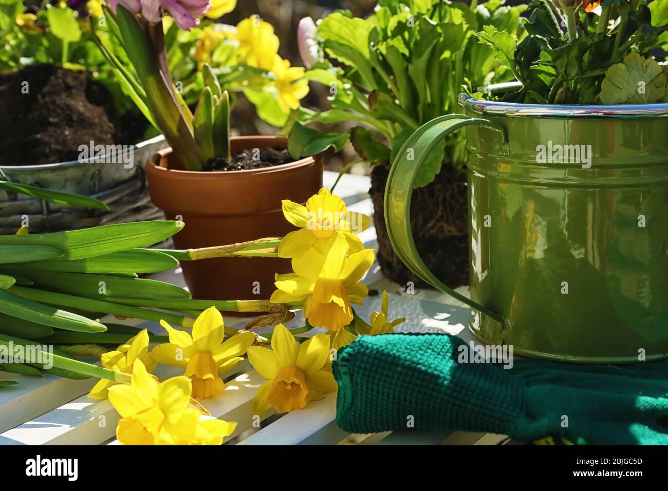 Yellow garden planting composition hi-res stock photography and images ...