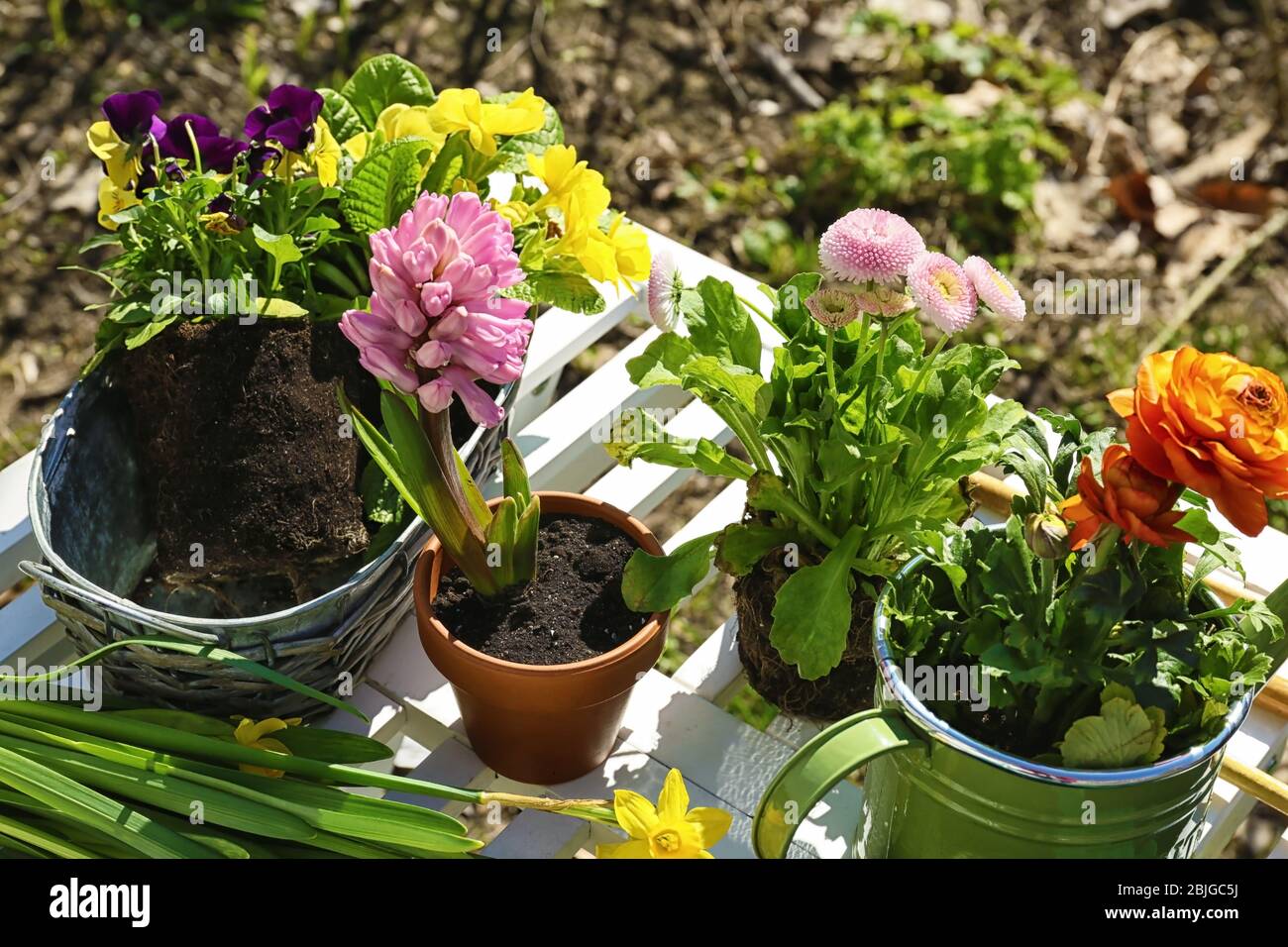 Beautiful plants on garden table Stock Photo - Alamy