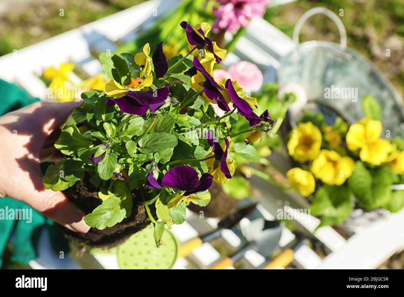 Beautiful pansies in female hand outdoors Stock Photo - Alamy