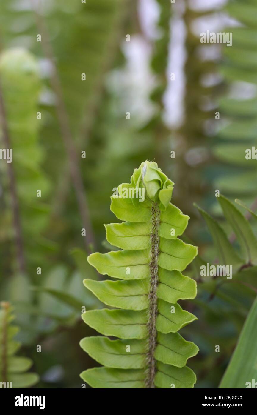 Vertical closeup of a fern leaf (Polypodiophyta) in the background the ...