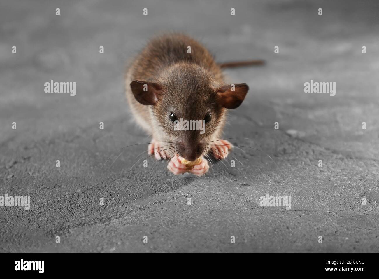 Cute little rat on gray background Stock Photo - Alamy