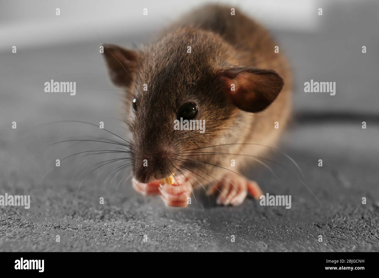 Cute little rat on gray background Stock Photo - Alamy