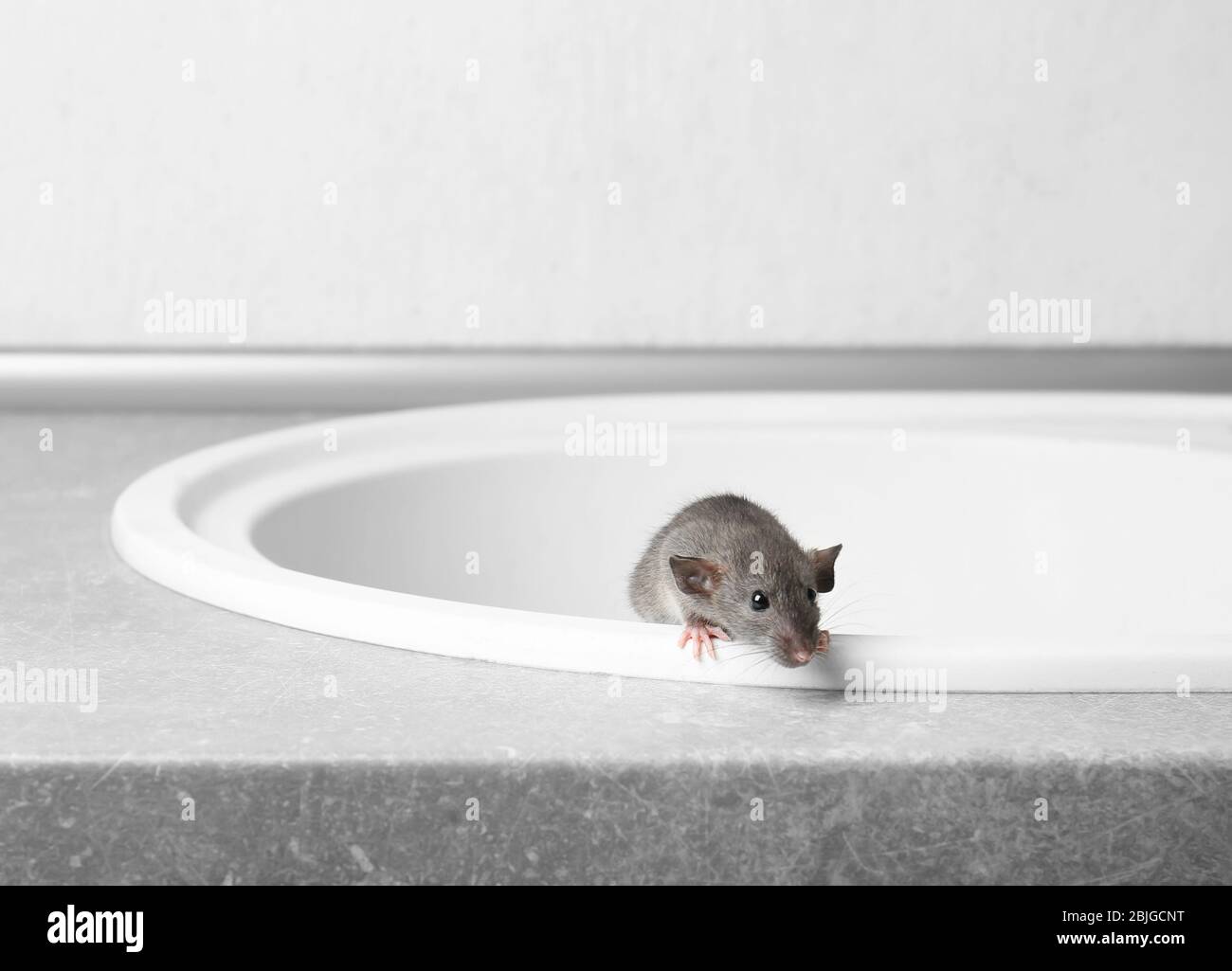 Cute little rat getting out the sink Stock Photo - Alamy