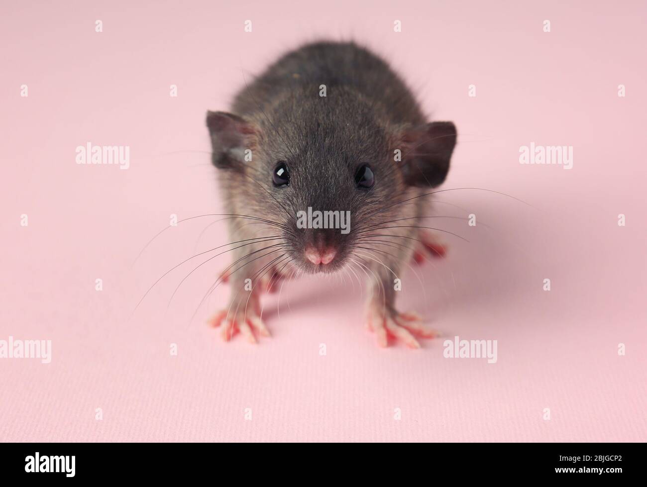 Cute little rat on color background Stock Photo - Alamy