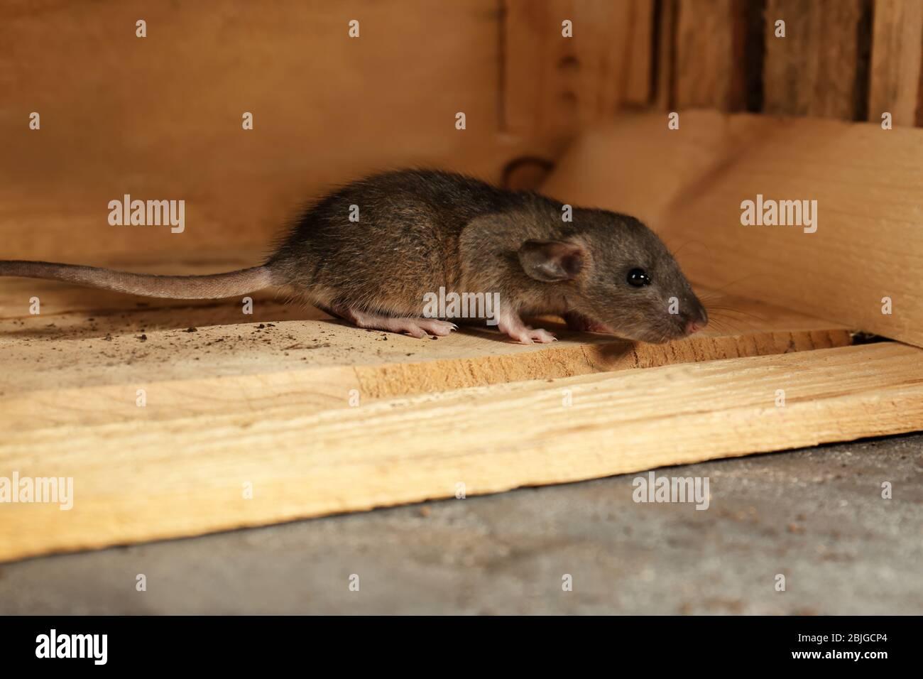 Cute little rat in wooden box Stock Photo - Alamy