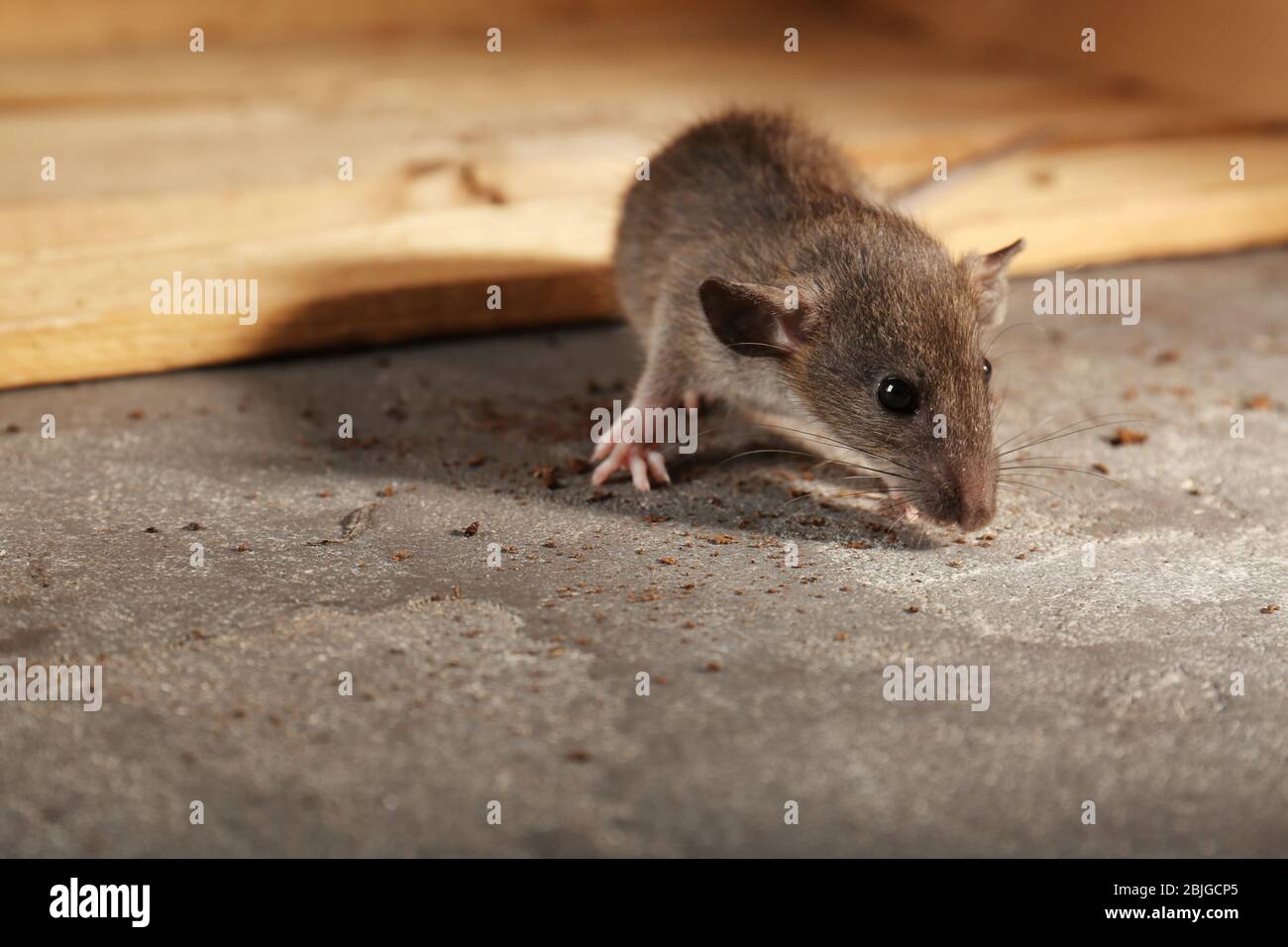 Cute little rat sniffing crumbs Stock Photo - Alamy