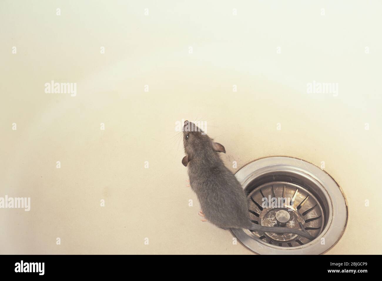 Cute little rat sitting in sink Stock Photo - Alamy