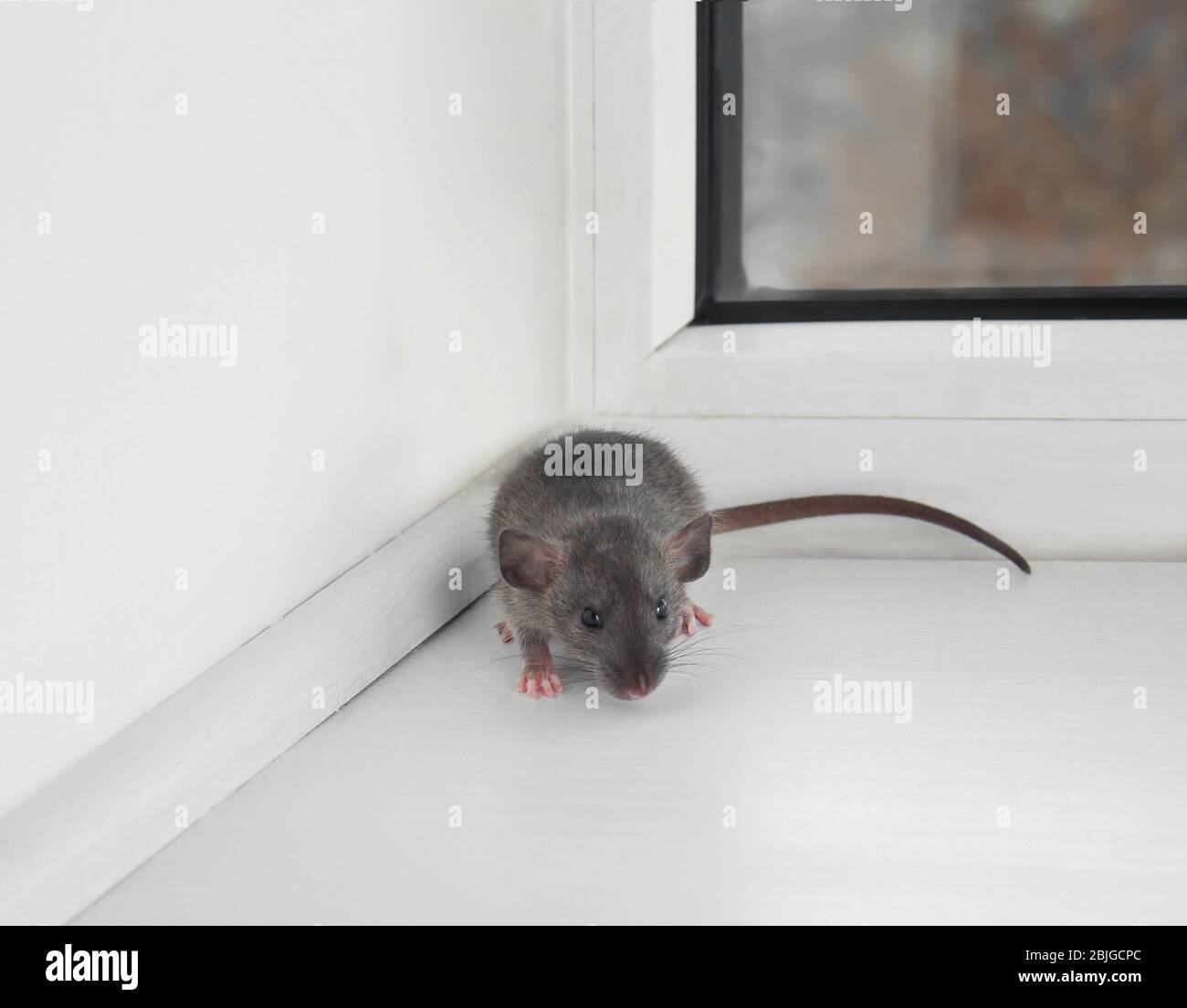 Cute little rat on windowsill Stock Photo - Alamy
