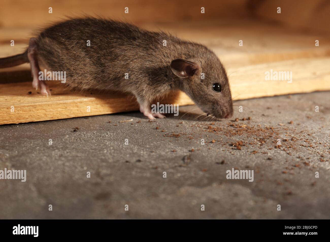 Cute little rat sniffing crumbs Stock Photo - Alamy