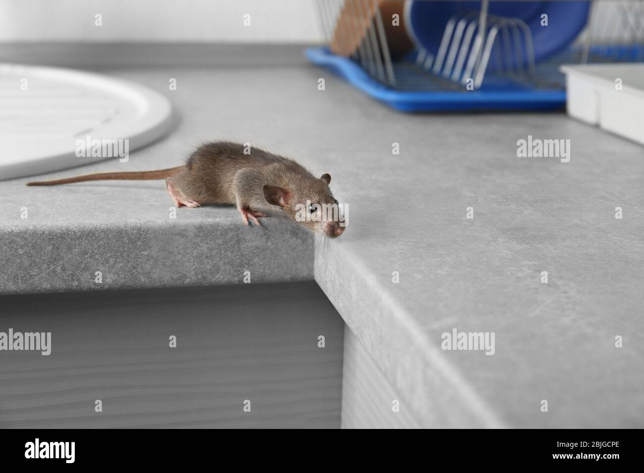 Cute little rat on table near sink Stock Photo - Alamy