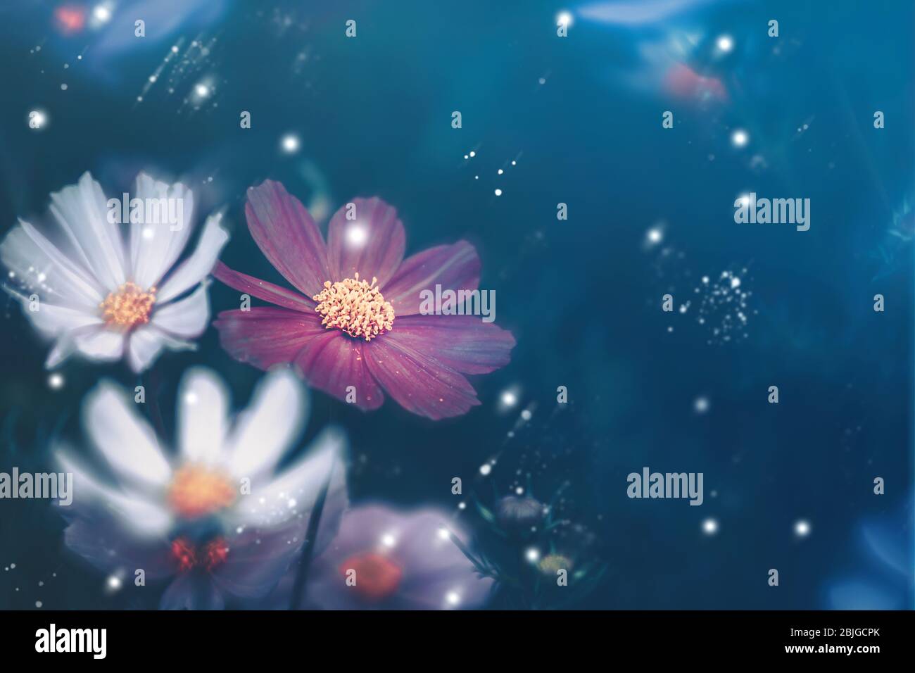 Dramatic flower background; Nature Background Stock Photo - Alamy