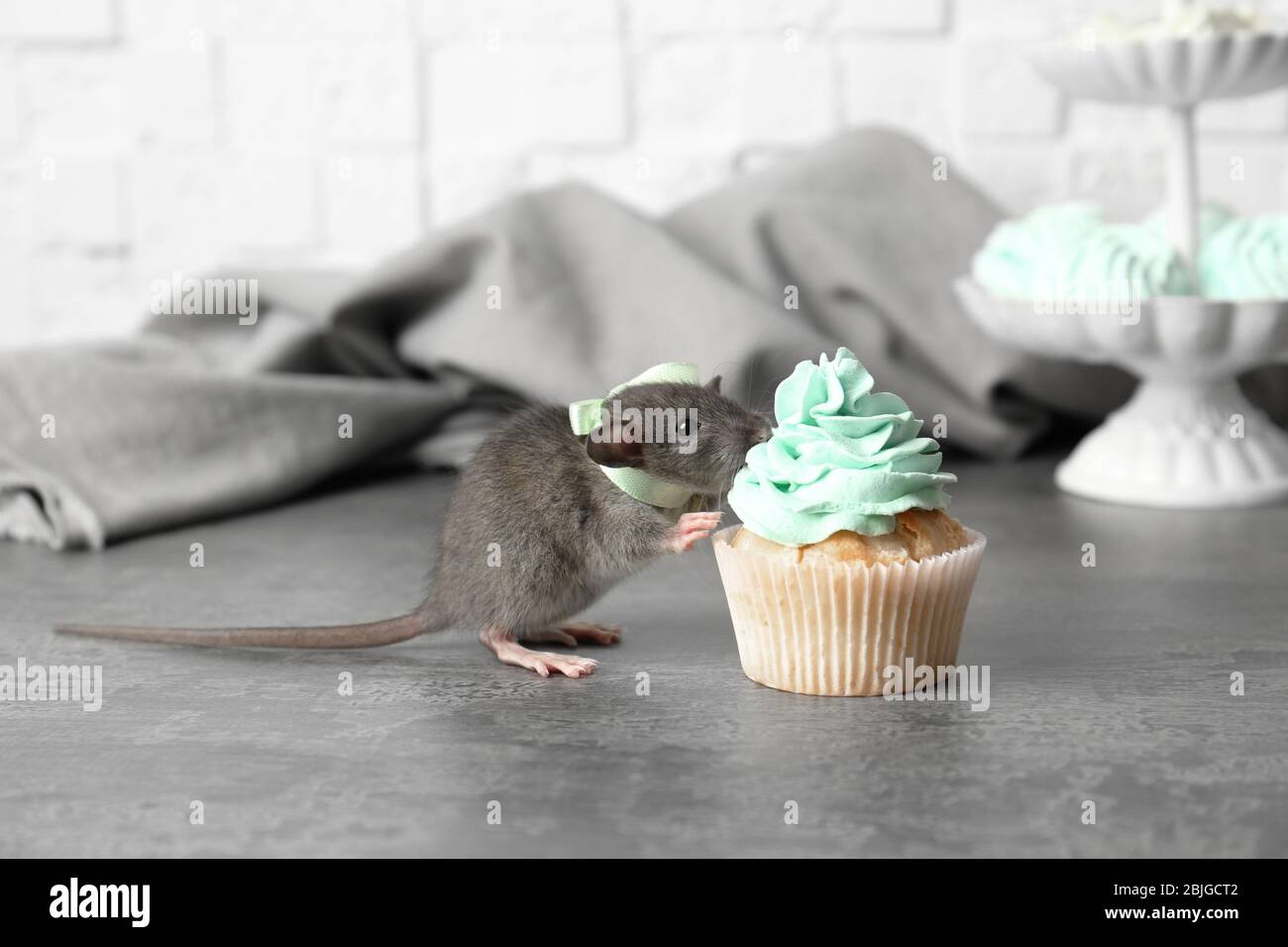 Cute little rat eating cupcake Stock Photo - Alamy