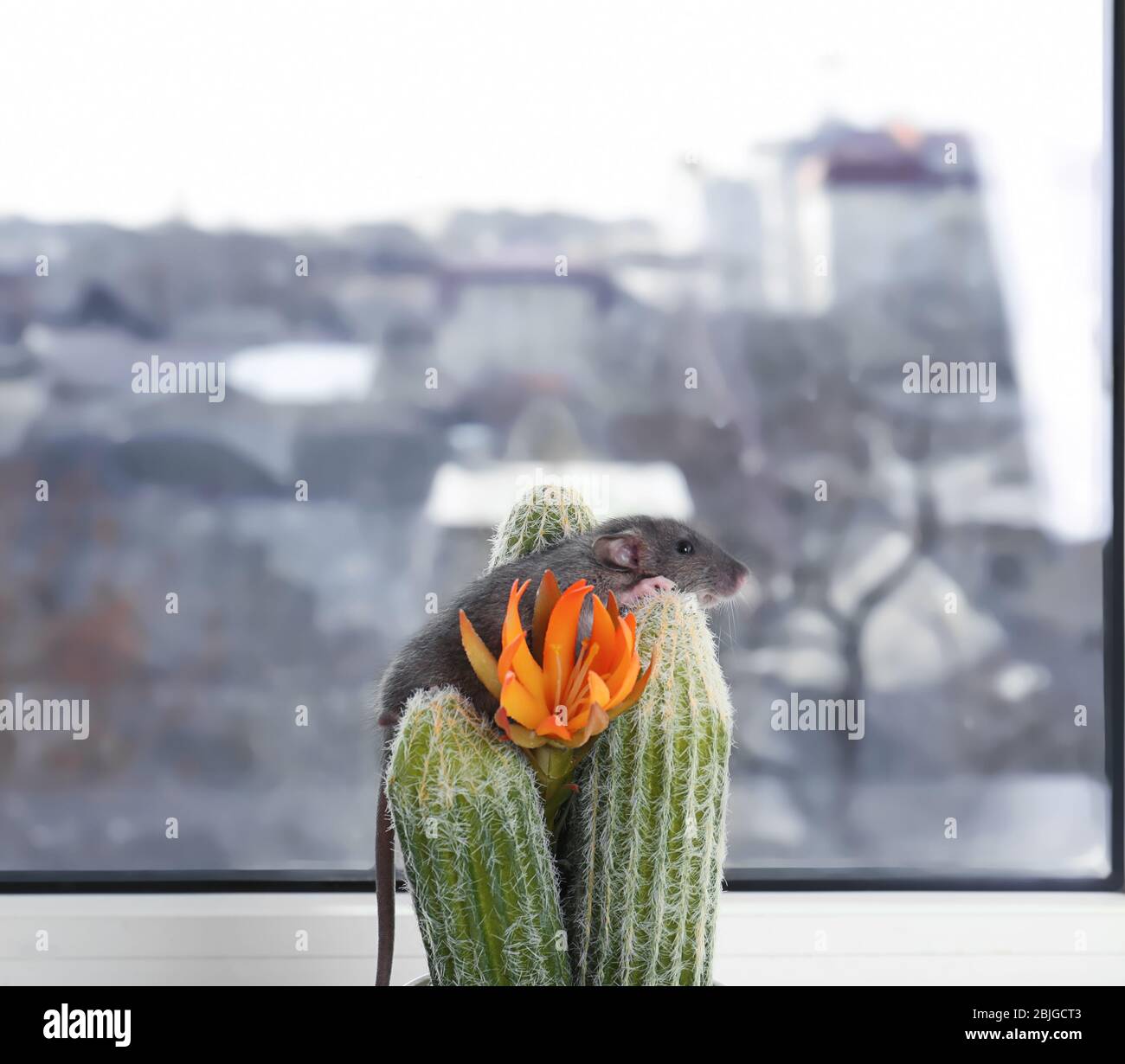 Sitting on cactus hi-res stock photography and images - Alamy