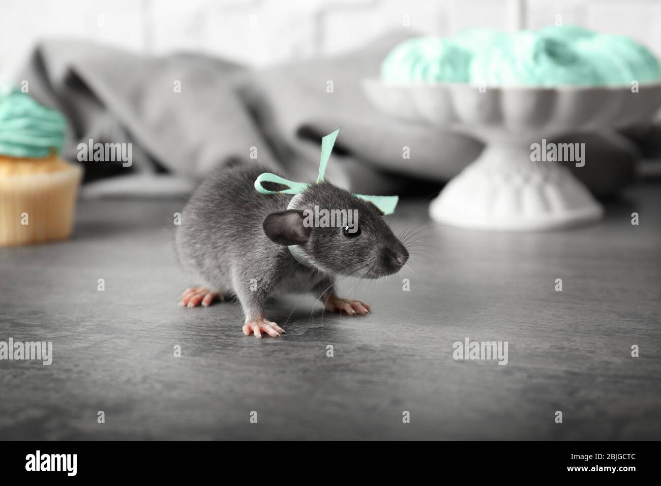 Cute little rat with bow on grey table at home Stock Photo - Alamy