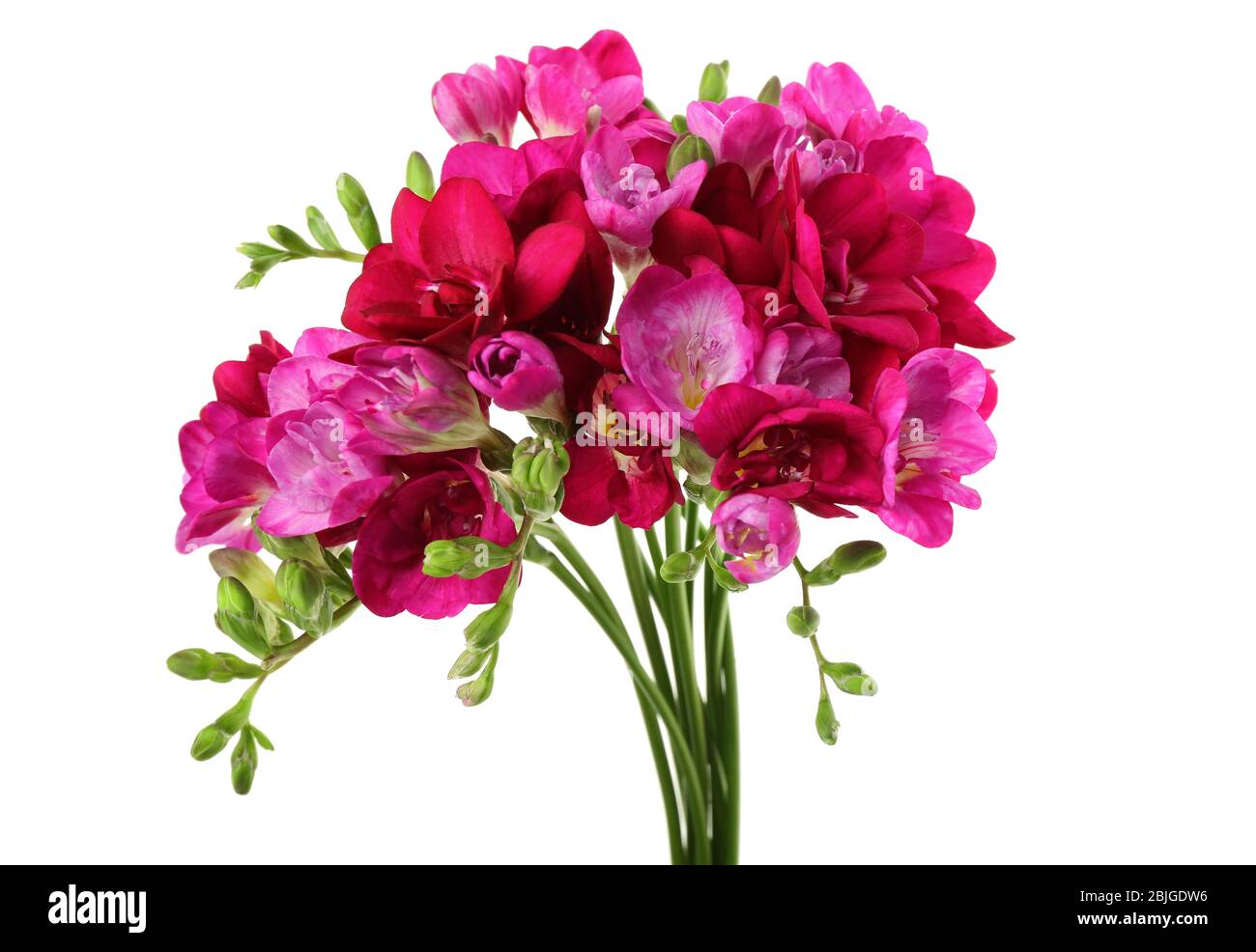 Bunch of beautiful blooming freesia on white background Stock Photo - Alamy