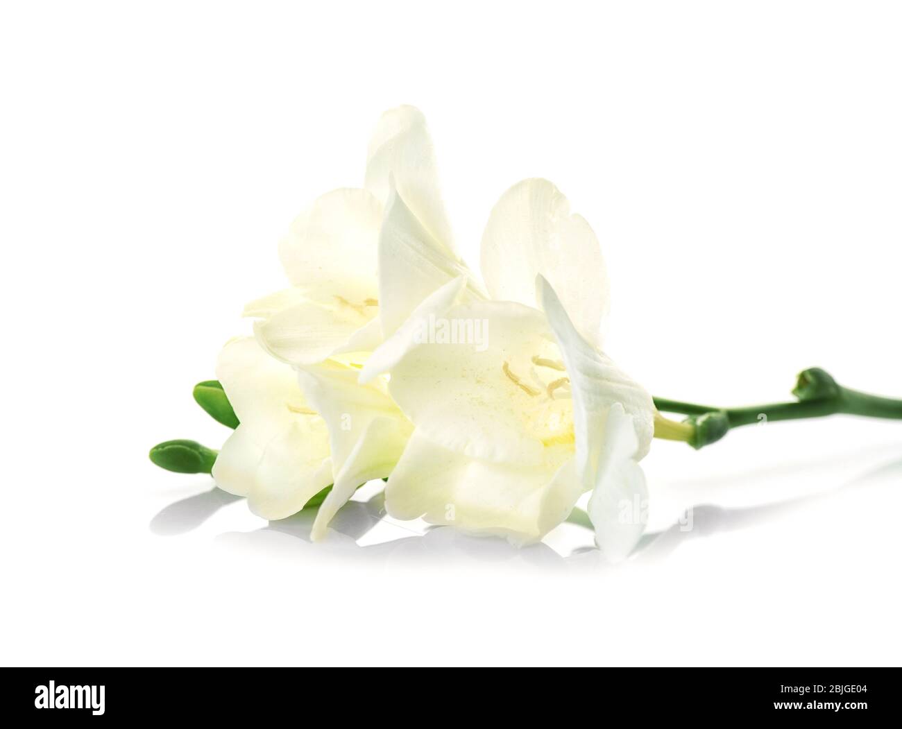 Beautiful blooming freesia on white background Stock Photo - Alamy