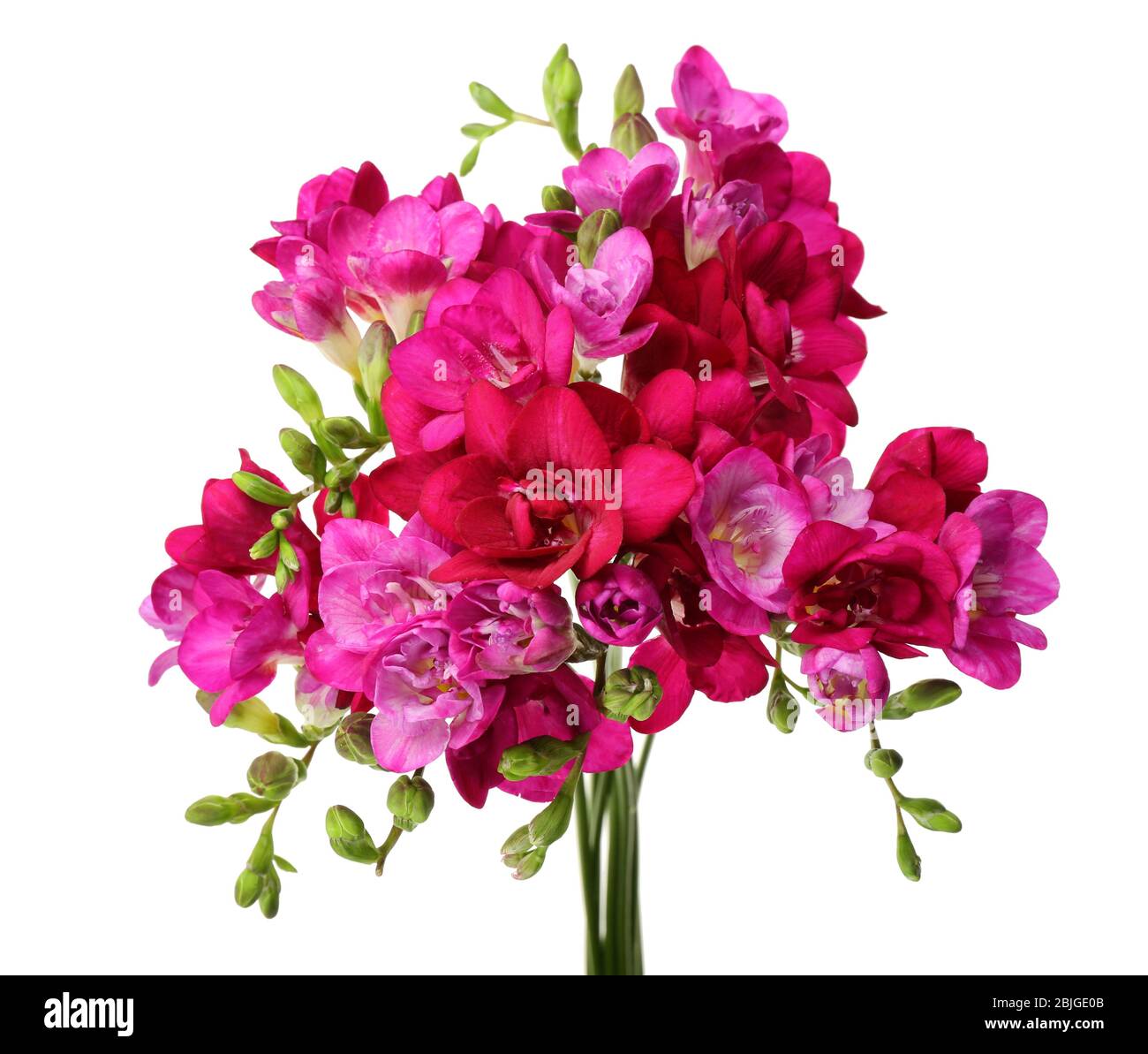 Bunch of beautiful blooming freesia on white background Stock Photo - Alamy